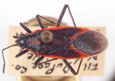 Best Boxelder Bug Control Solutions