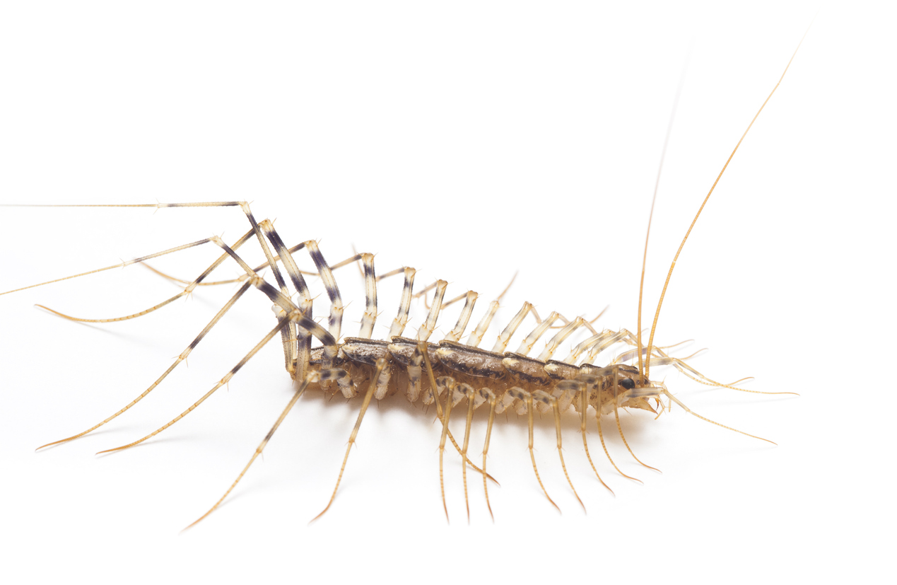 Centipede | Occasional Invader Control | Rose Pest Solutions